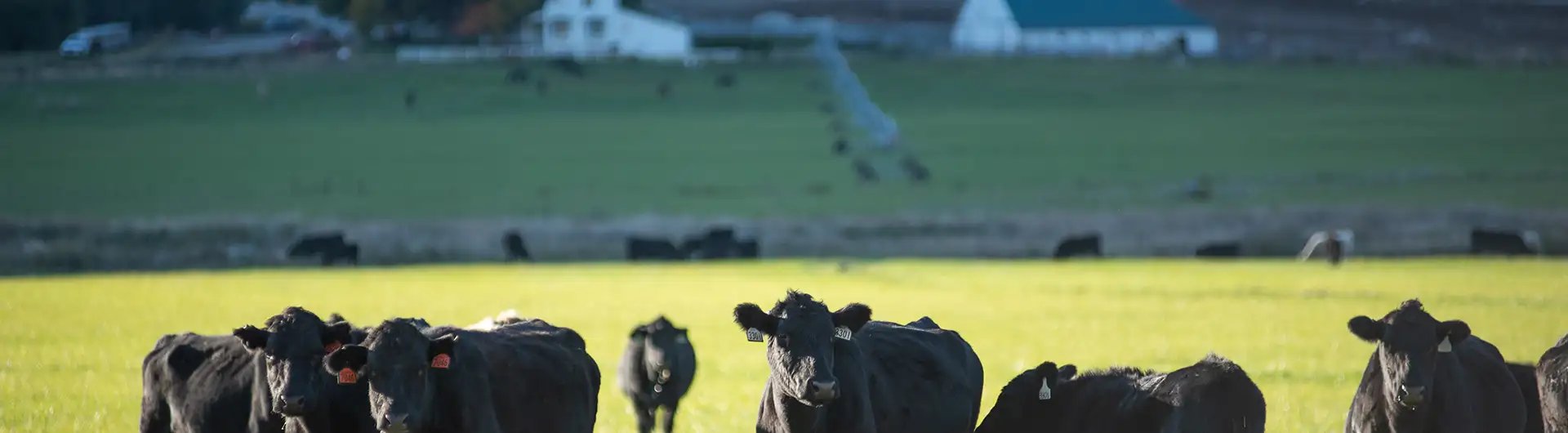 Snake River Farms Review: The Best Steak In The World?